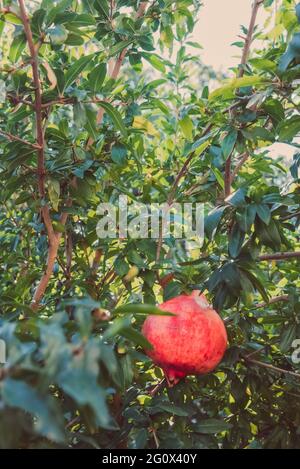 Branch with green pomegranate fruit in garden on sunny day Stock Photo ...