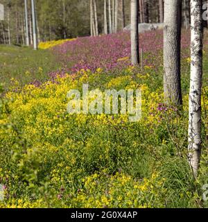 Colorful flowers cover the roadside. Stones and trees in bright ...