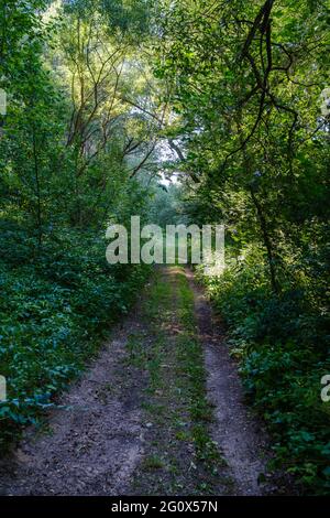 chaotic spring forest lush with messy tree trunks and some foliage ...