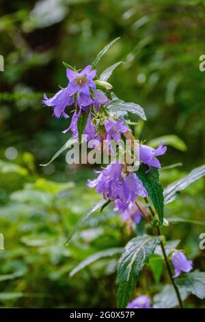 unspecified blue flowers blooming in spring garden. nature texture ...