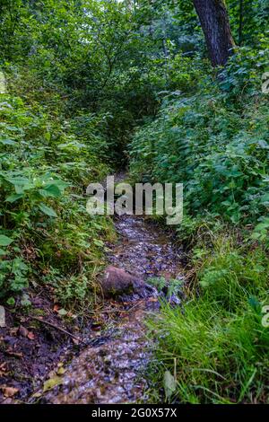 chaotic spring forest lush with messy tree trunks and some foliage ...