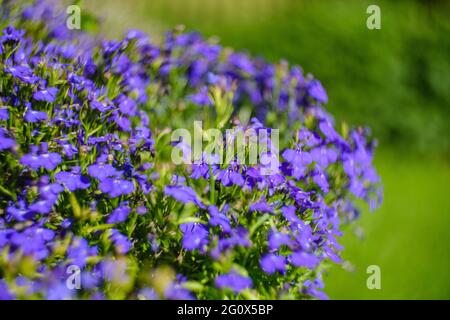 unspecified blue flowers blooming in spring garden. nature texture ...