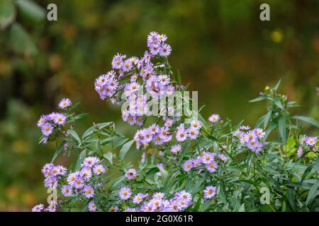 unspecified blue flowers blooming in spring garden. nature texture ...