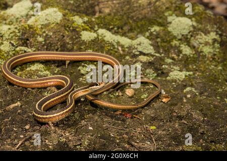 An Eastern ribbon snake (Thamnophis saurita) also known as a common ...