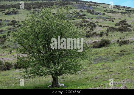 The beautiful Long Mynd including waterfalls, scenery and beauty Stock ...