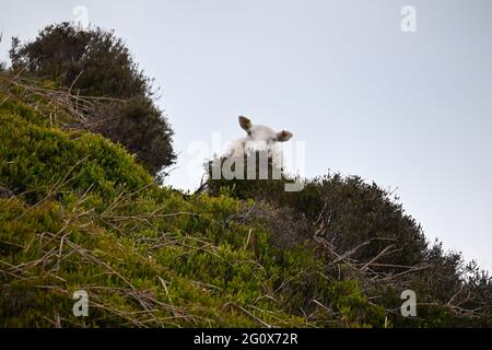 The beautiful Long Mynd including waterfalls, scenery and beauty Stock ...