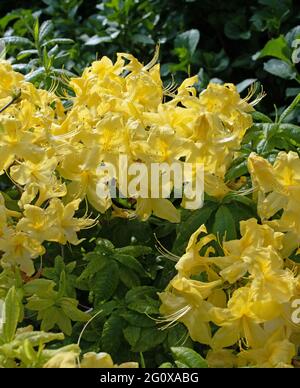 Rhododendron luteum Sweet, the Yellow Azalea or Honeysuckle Azalea ...