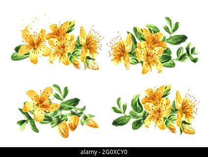 Set of drawing of ST. JOHN'S WORT in various colors. Hand drawn ...