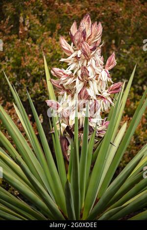 Yucca torreyi, Yucca torreyi Shafer, Torrey Yucca, Torrey's Yucca ...