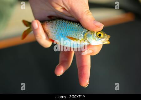 Rudd fish or Scardinius erythrophthalmus with open mouth in a fisherman ...