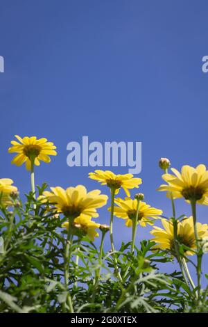 daisy flowers from below with blue sky on sunny summer day Stock Photo ...