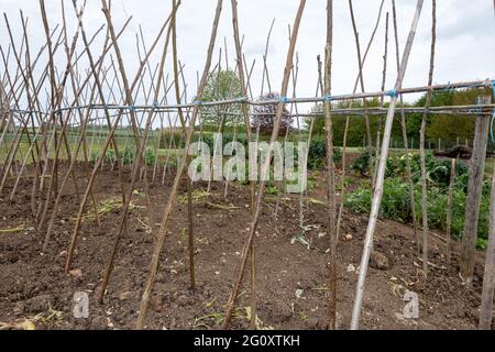 Home made supporting frame ready to support runner beans Stock Photo ...