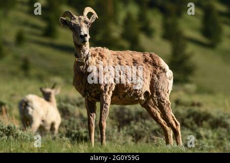 Big Horn Sheep in the Grand Teton National Park, Jackson Hole, Wyoming ...