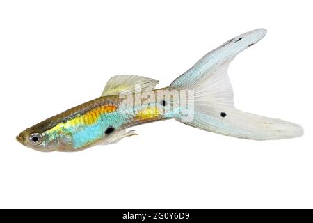 Neon Endler Guppy Double Swordtail Male Guppies Poecilia wingei ...