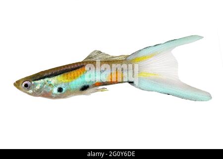 Neon Endler Guppy Double Swordtail Male Guppies Poecilia wingei ...