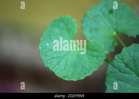 Centella asiatica, commonly known as centella and gotu kola, is a small ...