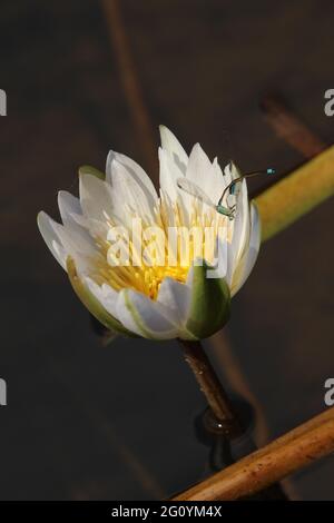 Water lily in full flower Stock Photo - Alamy
