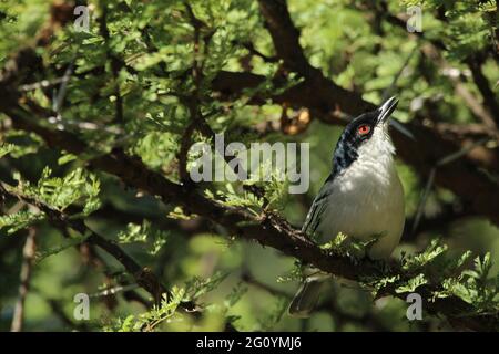 Chin spot puff-back flycatcher (Batis molitor), female hangs with one ...