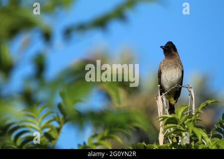African bull bull perched on a tree branch Stock Photo - Alamy