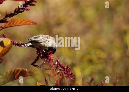 Red bishop perched on a weed branch Stock Photo - Alamy