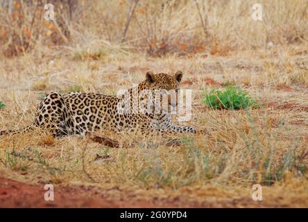 Leopard in the African bush in Namibia Stock Photo - Alamy