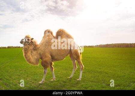 A red camel on a farm stands on the green grass in a harness and chews ...
