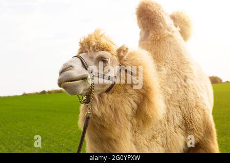 A red camel on a farm stands on the green grass in a harness and chews ...