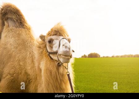 A red camel on a farm stands on the green grass in a harness and chews ...