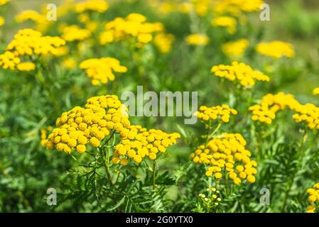 Bitter button or tansy. Fresh herbs - wild medicinal plant on meadow ...