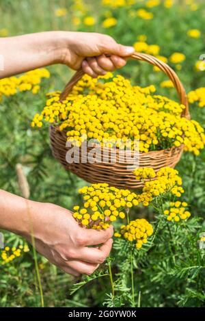 Bitter button or tansy. Fresh herbs - wild medicinal plant on meadow ...