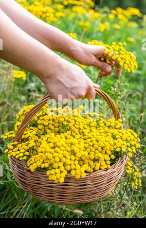 Bitter button or tansy. Fresh herbs - wild medicinal plant on meadow ...