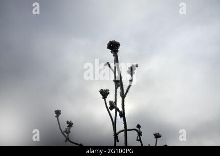 Earth watching. Icy clouds and frost-covered mountain bush, grasses ...