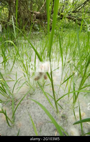 two willow catkins in hanging in grass above carpet of seeds, Salix sp ...