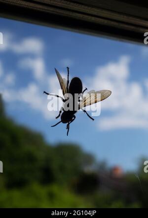 Wasp on the window glass Stock Photo - Alamy