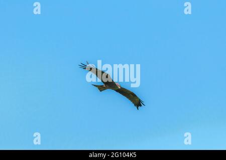 Beautiful shot of a Milvus bird flying in a blue sky Stock Photo - Alamy
