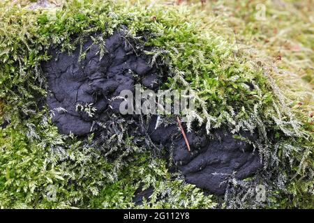 Kretzschmaria deusta, known as brittle cinder fungus, a major pathogen ...