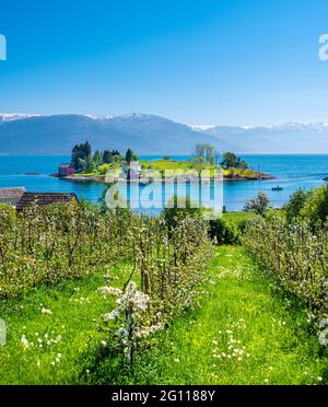 Oma by the Hardanger fjord, Western Norway Stock Photo - Alamy