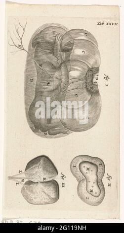 Anatomical image of a rabbit fetus in the womb and of the placenta ...