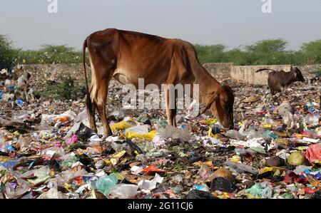 defecation of a cow Stock Photo - Alamy