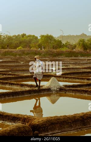 Panaji ,Goa India- April 22 2021: Locals working on harvesting hand ...