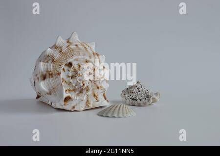 real seashell; an enormous natural wonder and a decorative object Stock ...