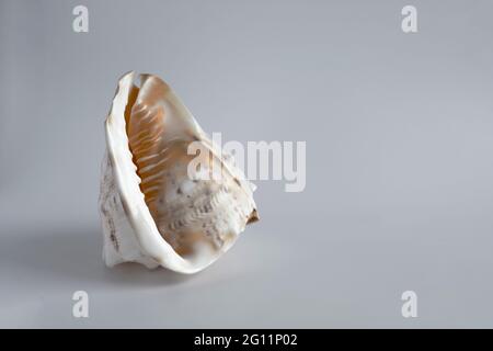 real seashell; an enormous natural wonder and a decorative object Stock ...