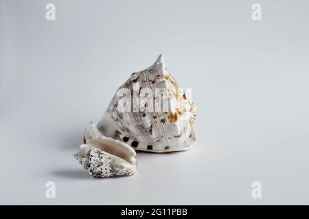 real seashell; an enormous natural wonder and a decorative object Stock ...