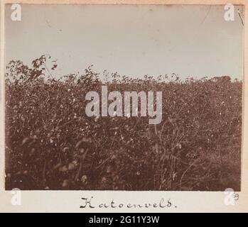 Egypt. Agriculture. An Egyptian cotton field. 1950, Egypt Stock Photo ...