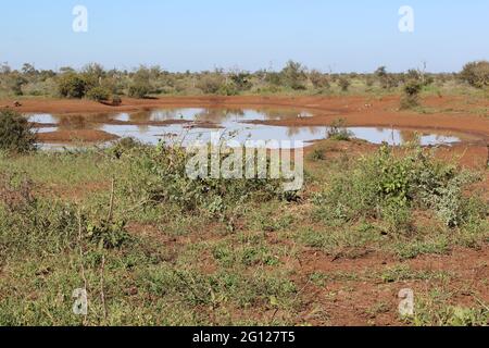 Krüger Park - Afrikanischer Busch / Kruger Park - African bush Stock ...