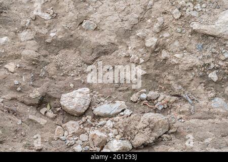 Stony ground. Farmland field with many stones in the soil ...