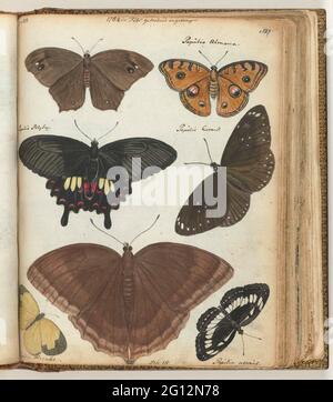 Drawing of Indian Butterflies Stock Photo - Alamy