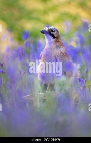 Jay in beautiful spring bluebells Stock Photo - Alamy