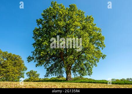 Balcombe, May 31st 2021: An oak tree in a Sussex field Stock Photo - Alamy