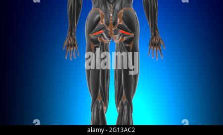 Superior gemellus muscle, illustration Stock Photo - Alamy